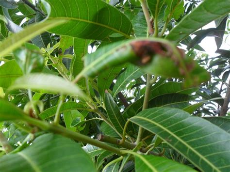 Mango Plant Disease Please Advise Farm Questions Farmnest India