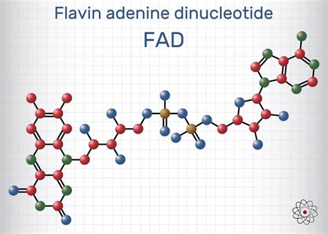 Premium Vector Flavin Adenine Dinucleotide Fad Molecule Sheet Of