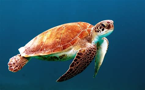 Gambar Lautan Bawah Air Berenang Penyu Penyu Reptil Fauna Kehidupan Laut Bahari