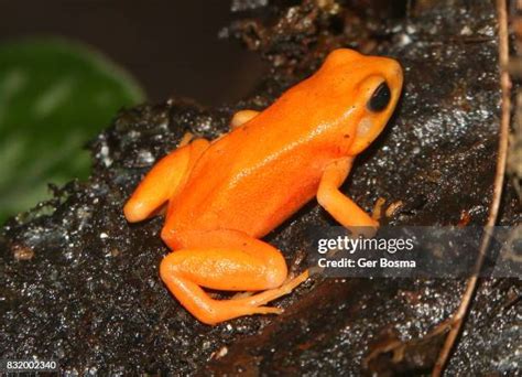 Mantella Frog Photos And Premium High Res Pictures Getty Images
