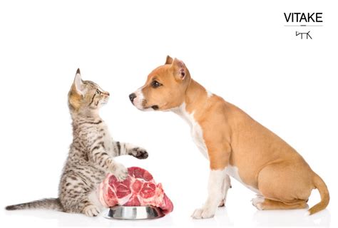 Mitos Frecuentes En La Nutrición De Perros Y Gatos I Vitake