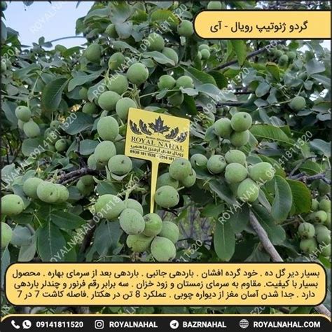 خرید نهال گردو ژنوتیپ رویال ️ قیمت نهال گردو ژنوتیپ رویال در دی ماه