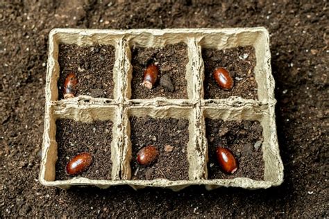 Premium Photo Plant Seed Or Sapling In Seedling Tray B