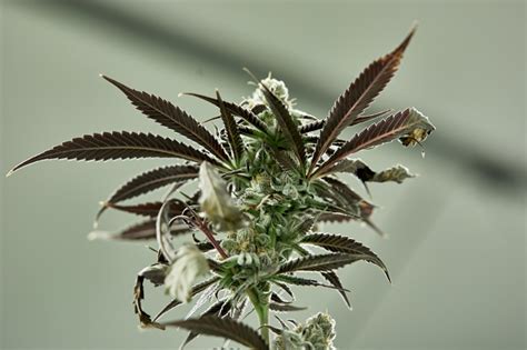 How To Identify And Avoid Bud Rot Weedmaps