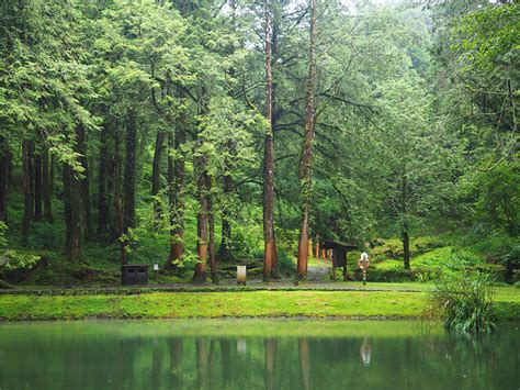 阿里山森林 阿里山天韵 阿里山素 大山谷图库
