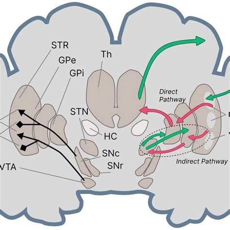 A Computational Model Of Basal Ganglia The Striatum System Is A