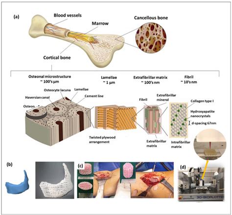Biomimetics An Open Access Journal From Mdpi