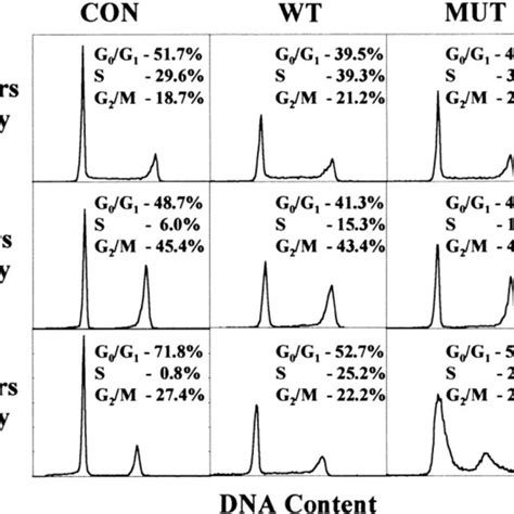 Exogenous β Catenin Expression Alters Morphology Of Mdck Cells