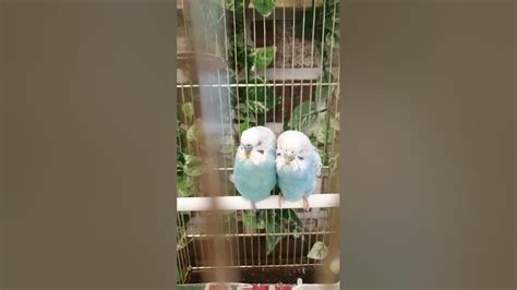 사이좋은 잉꼬새♡ Youtube