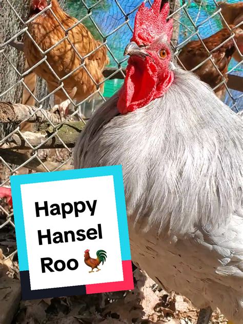 Temara Brown ️🐓🇨🇦 Temarabrown Tiktok