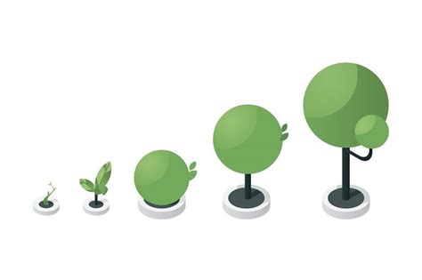 Tree Growth Stages Isometric Vector