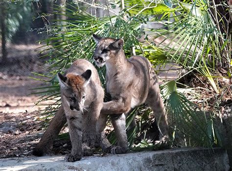 Florida Panther White Oak Conservation