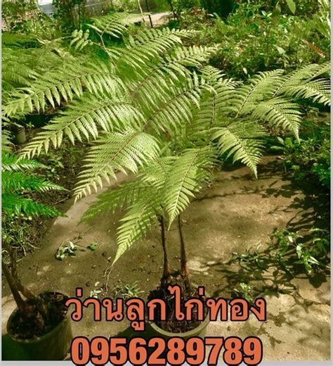 รายชื่อร้านขายเฟิร์น ในอำเภอสวนหลวง จังหวัดกรุงเทพมหานคร