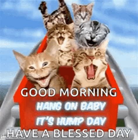 Wednesday Hump Day Wednesday Hump Day Hang On Discover Share