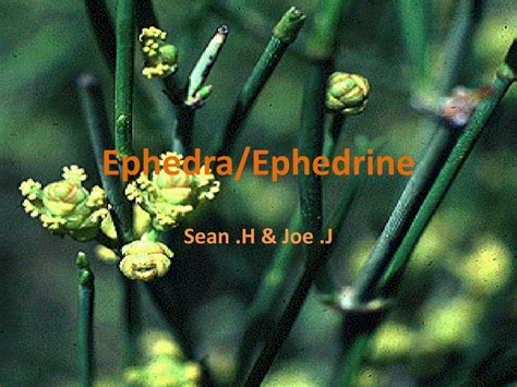 Ppt Ephedra Ephedrine Powerpoint Presentation Free Download Id 2196758