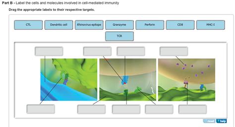 Solved Label The Cells And Molecules Involved In