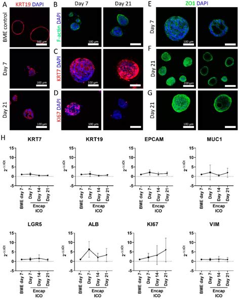 Scalable Production Of Size Controlled Cholangiocyte And