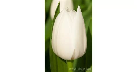 Tulipan Triumph Royal Virgin Tulipa Bilscy Info