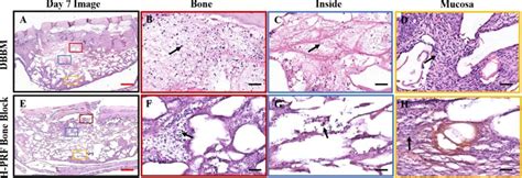 Photomicrographs Of Hematoxylin And Eosin Hande Staining Sections Of
