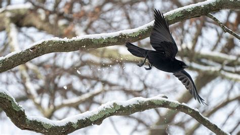 Nws Extends Winter Weather Advisory Penndot Updates Restrictions