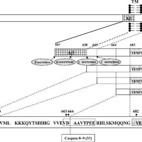 Structure And Processing Of App Ctfs App Consists Of A Large