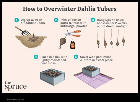 Dahlia Tuber Storage A Sawdust Solution Plant And Seed Guide