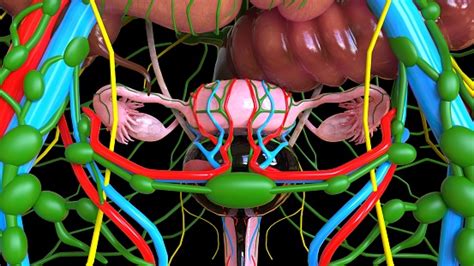 Anatomi Rahim Sistem Reproduksi Wanita Untuk Konsep Medis Rendering 3d