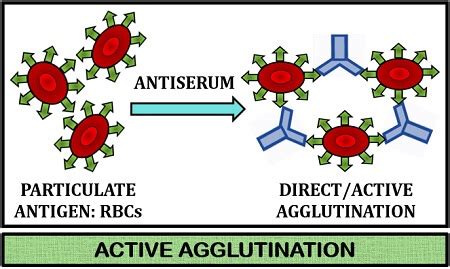 What Is Agglutination Reaction Definition History Steps And Types