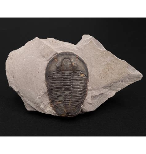 Fossils For Sale Fossils Rare “red” Middle Cambrian