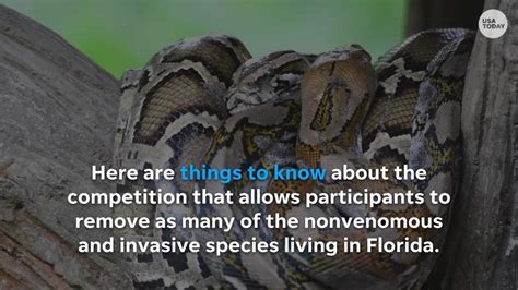 What Is The Florida Python Challenge Things To Know