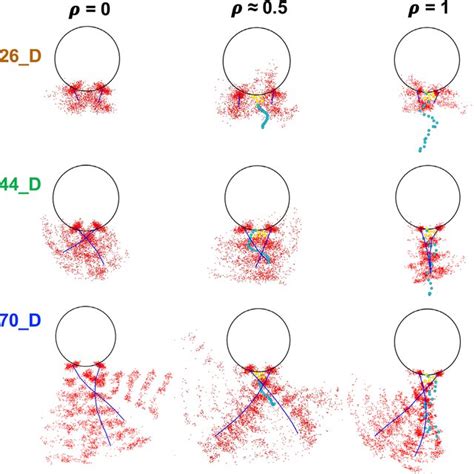 Linker Dna Positional Distributions Restricted By Lh Binding