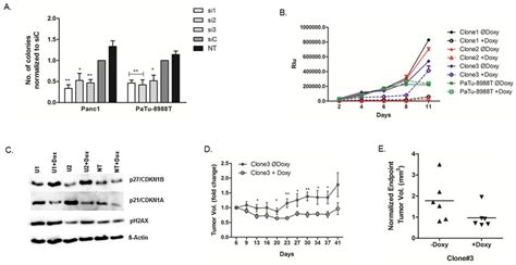 Usp5 Is Essential For Transformation And Tumor Growth A Cells Were