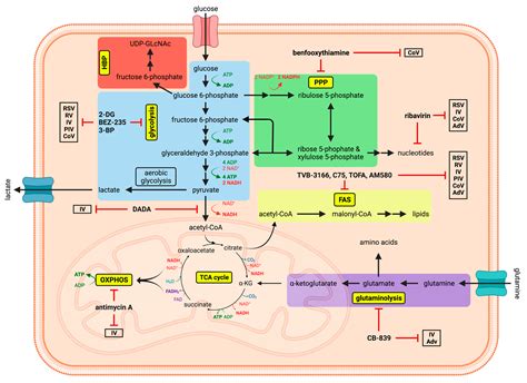 Metabolic Pathways Overview Of The Most Important Metabolic Pathways