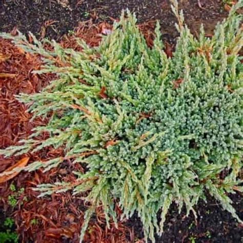 Juniperus Squamata Blue Spider