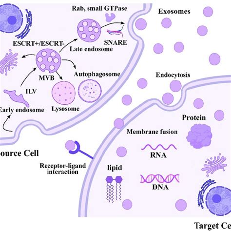 Schematic Representation Of Biogenesis Of Exosomes Exosome Biogenesis