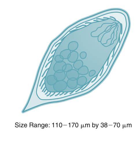 Trematodes Flashcards Quizlet