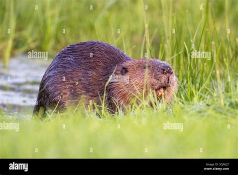 Biber Ein Biber Sitzt Auf Einer Wiese Und Frisst Gras Die Streng