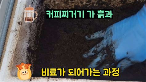커피찌거기 25일째 발효된 모습 Youtube