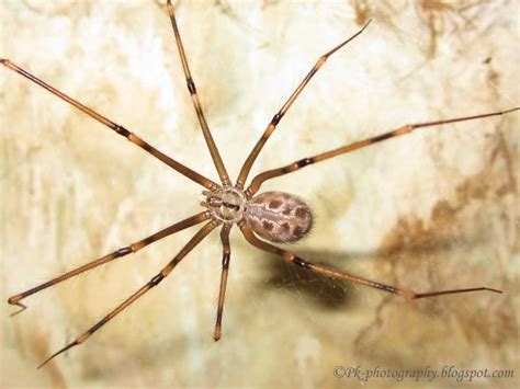 Daddy Long Legs Spider Nature Cultural And Travel Photography Blog