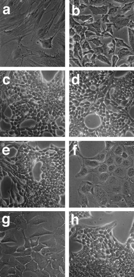 Morphology Of Selected Abs Cell Lines In Comparison To Ab And Primary Download Scientific
