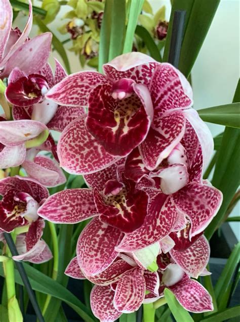 Cymbidium Hibrido Rosa Decoracion Plantas Flores Orquideas