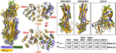 Comparison Of Open And Closed Conformations Of Abca7 A Overall