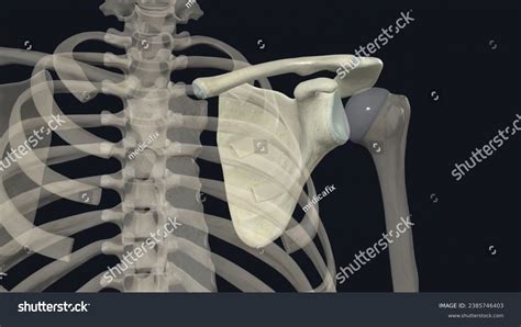 Pectoral Girdle Part Appendicular Skeleton Which Stock Illustration 2385746403 Shutterstock