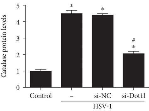 Inhibition Of Dot1l Alleviated Oxidative Stress Induced By Hsv 1