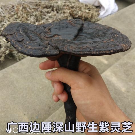 广西边境深山特产野生灵芝整朵林芝草紫灵芝泡酒中药材250克 小楼葬花
