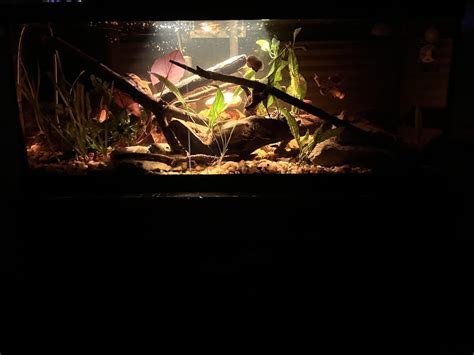 20 Gallon Blackwater Rdr2 Reference Setup Raquariums