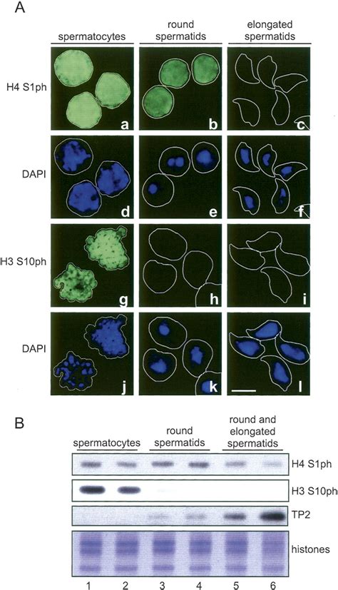 Phosphorylation Of Histone H4 Ser1 Regulates Sporulation In Yeast And Is Conserved In Fly And