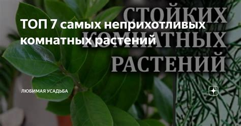 ТОП 7 самых неприхотливых комнатных растений Любимая усадьба Дзен