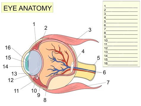 Anatomie De Lœil Avec Schéma De Structure étiqueté Pour Le Diagramme