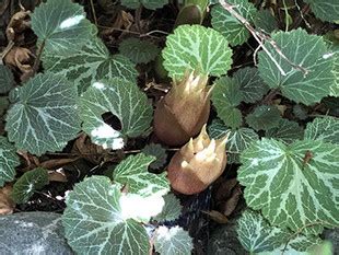 仲良しミョウガ 草花 みんなで山形撮影隊 とてけろ NHK